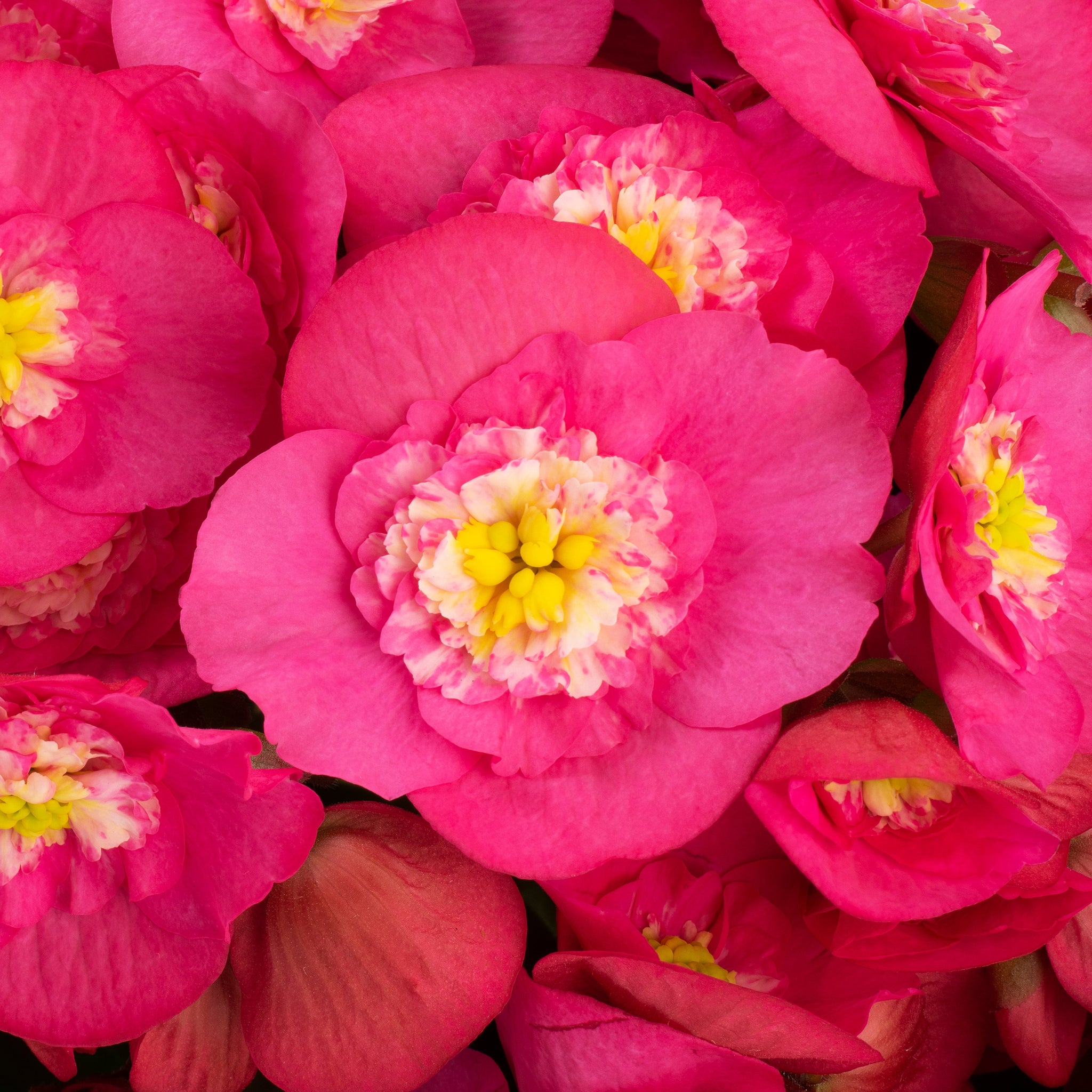 Bégonia BELOVE® Rose – Jardineries Botanix