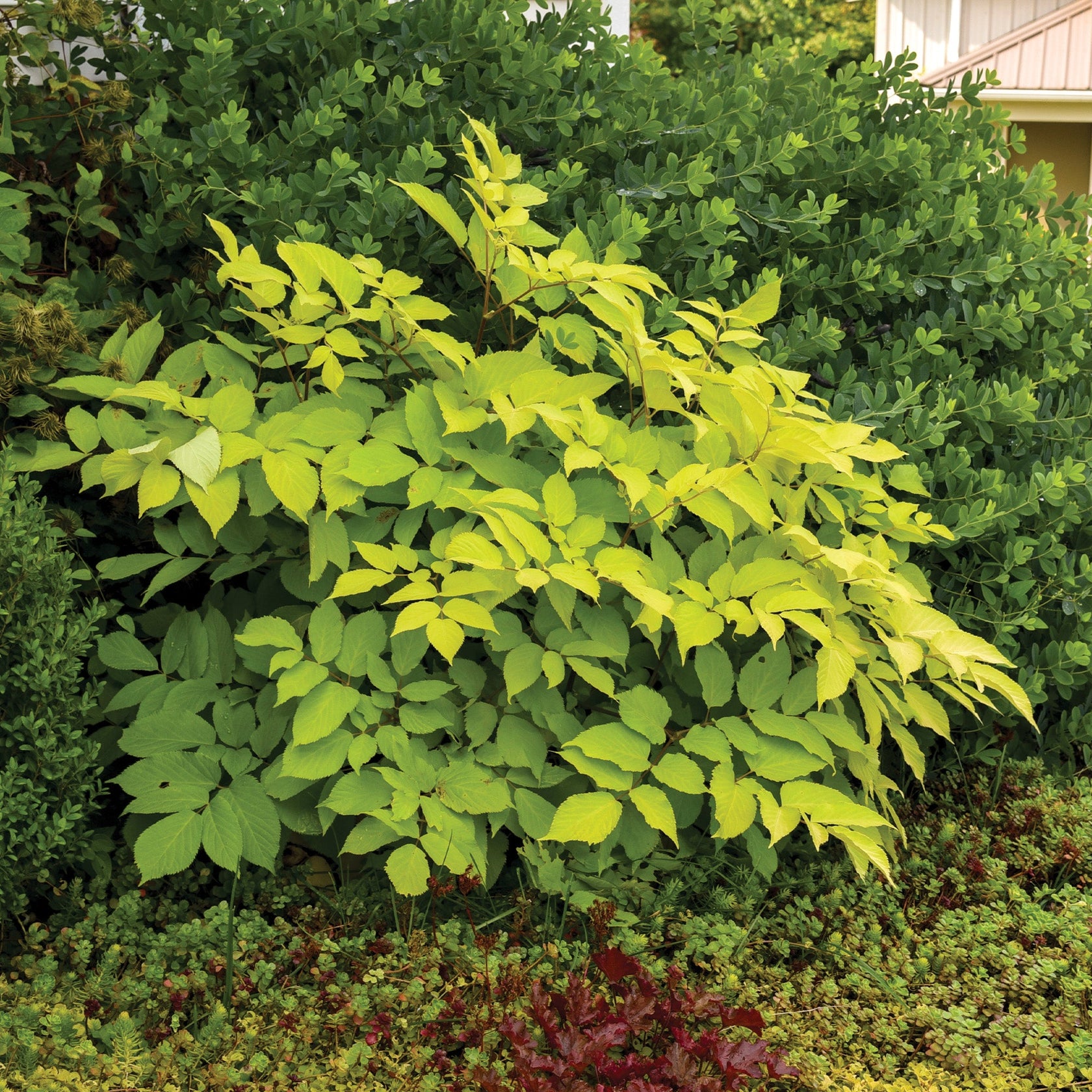 Golden Japanese Spikenard Sun King Jardineries Botanix