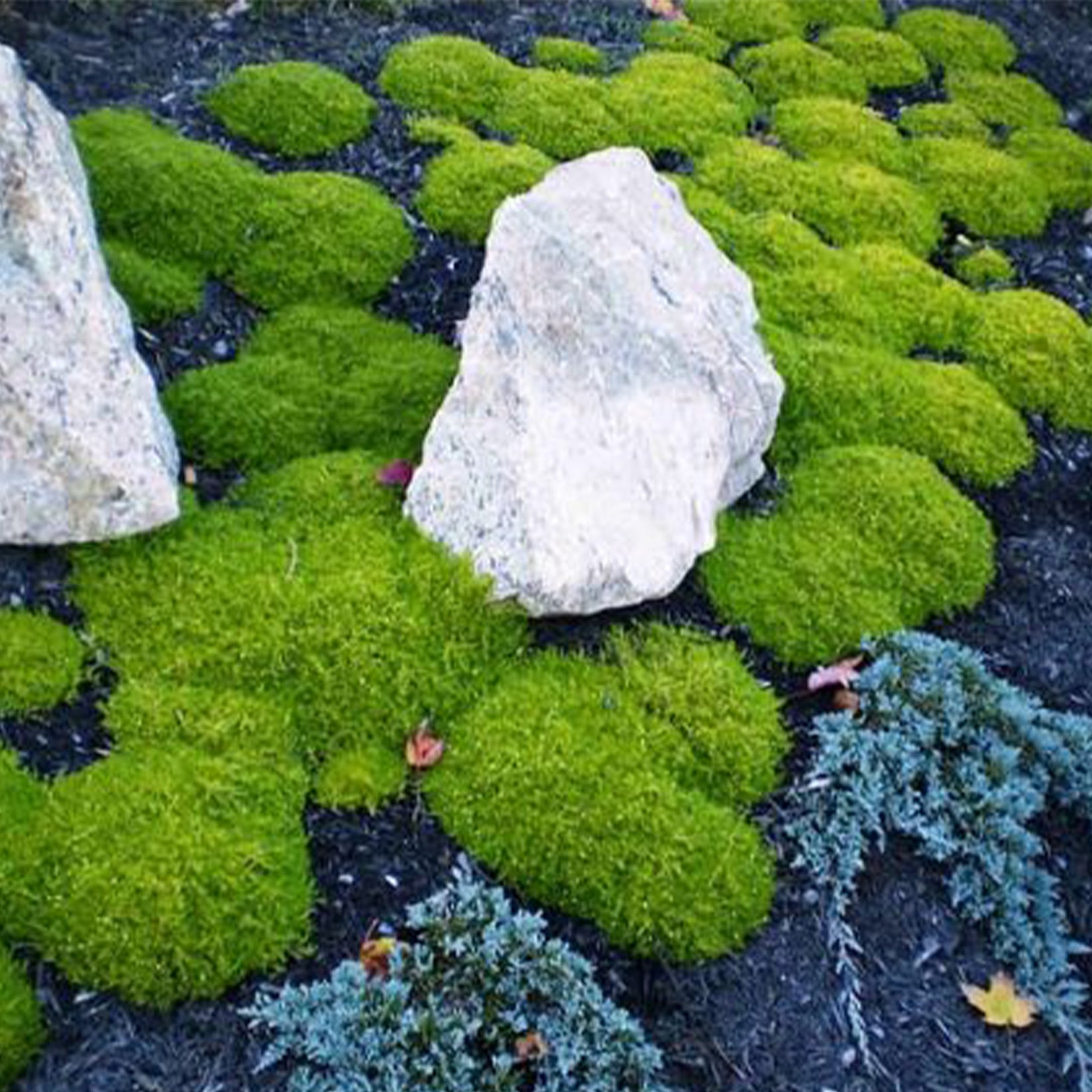 Sagine Dorée, Plante Carpette – Jardineries Botanix