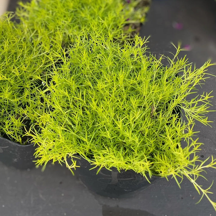 Golden Moss Sandwort – Jardineries Botanix