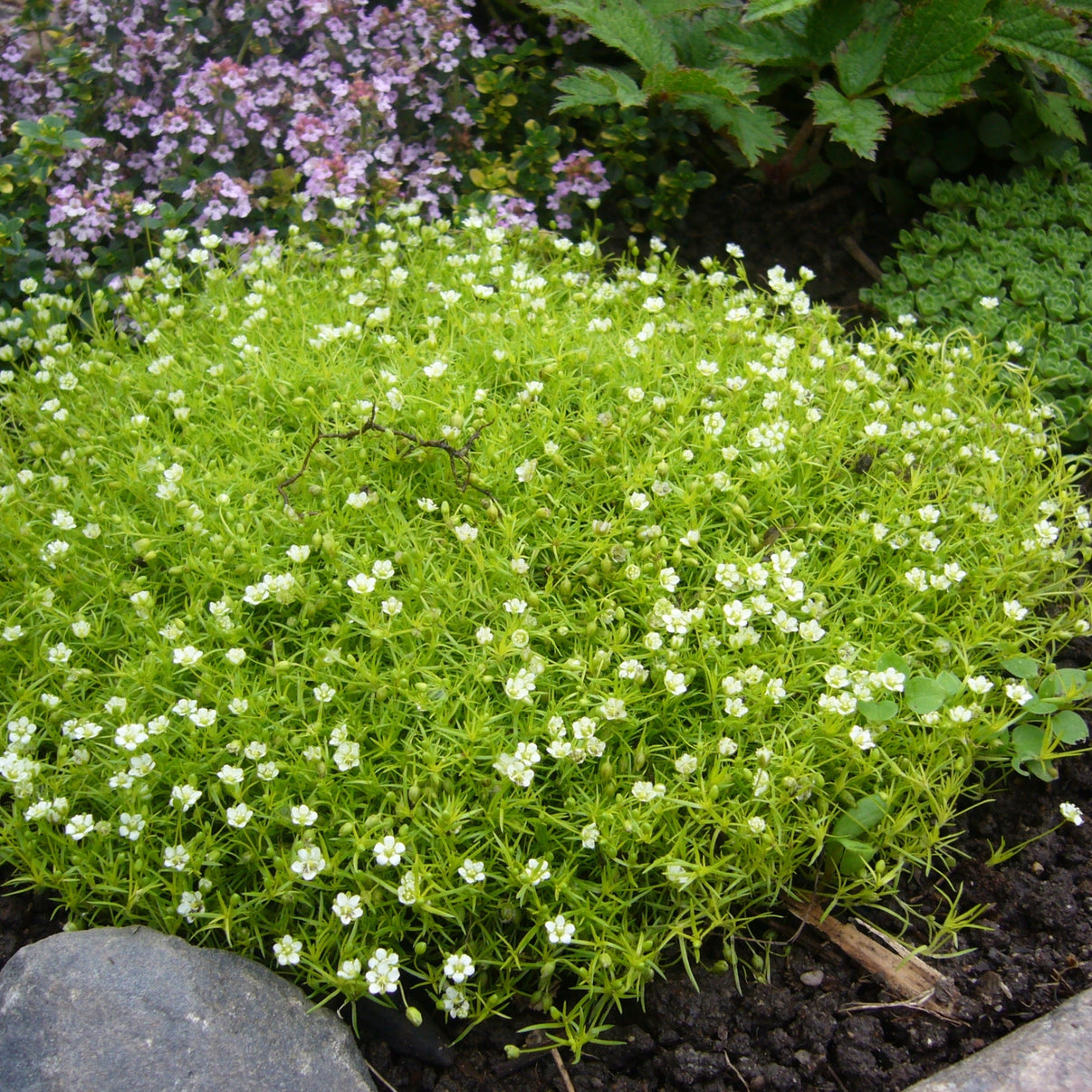 Sagine, Plante Carpette – Jardineries Botanix