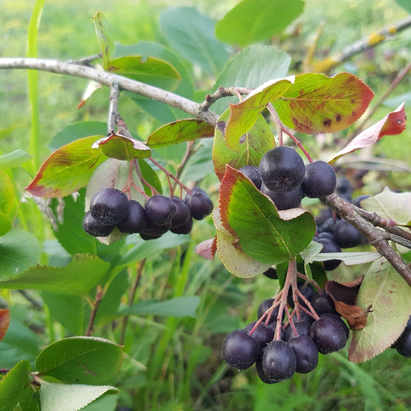 Edible and Ornamental Shrub | 'Viking' Chokeberry | Aronia melanocarpa ...