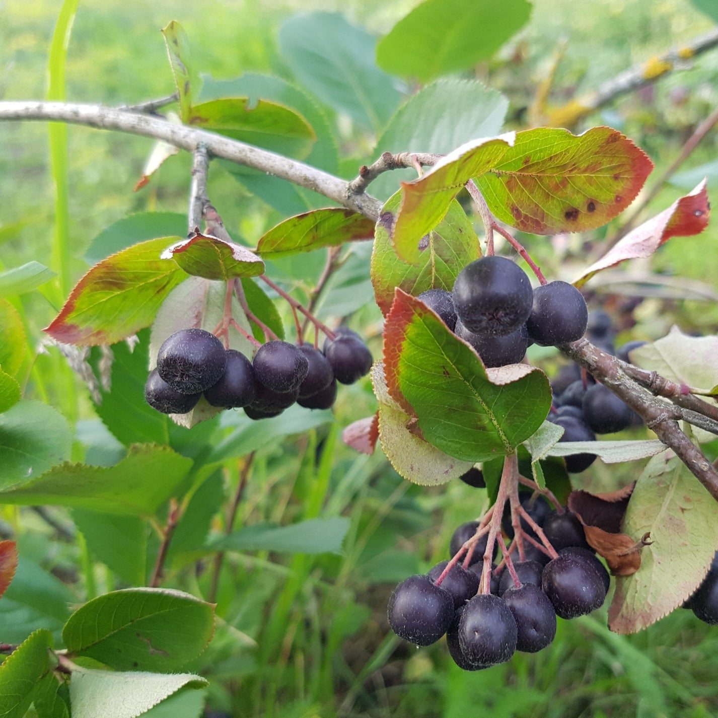 Arbuste Comestible et Ornemental | Aronie 'Viking' | Aronia melanocarpa ...