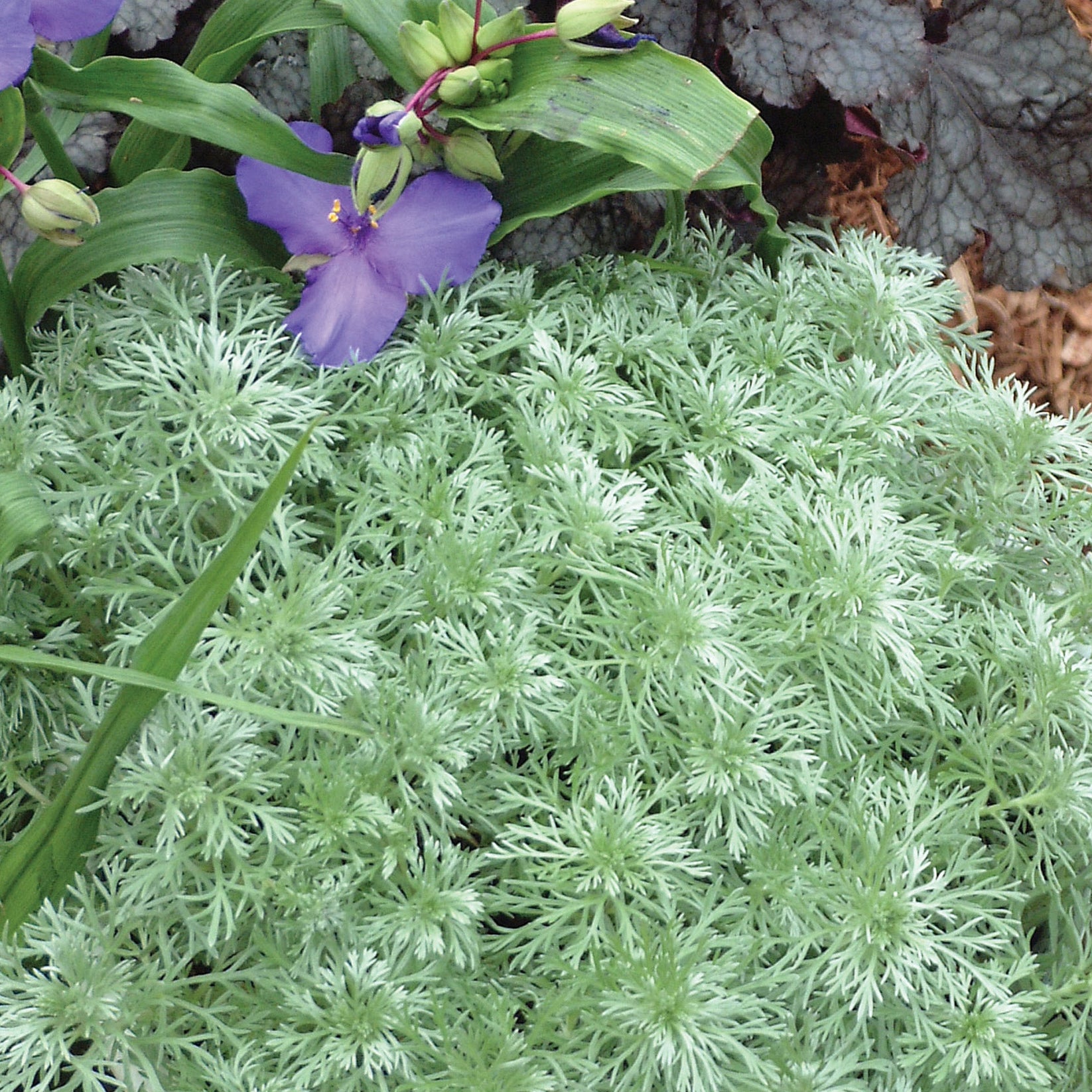 Armoise 'Silver Mound' – Jardineries Botanix