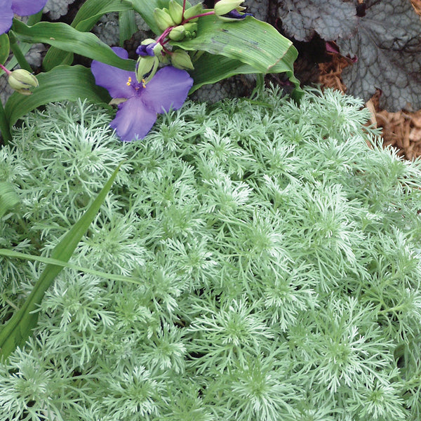 Brighten your garden with Silver Mound Wormwood | Botanix – Jardineries ...