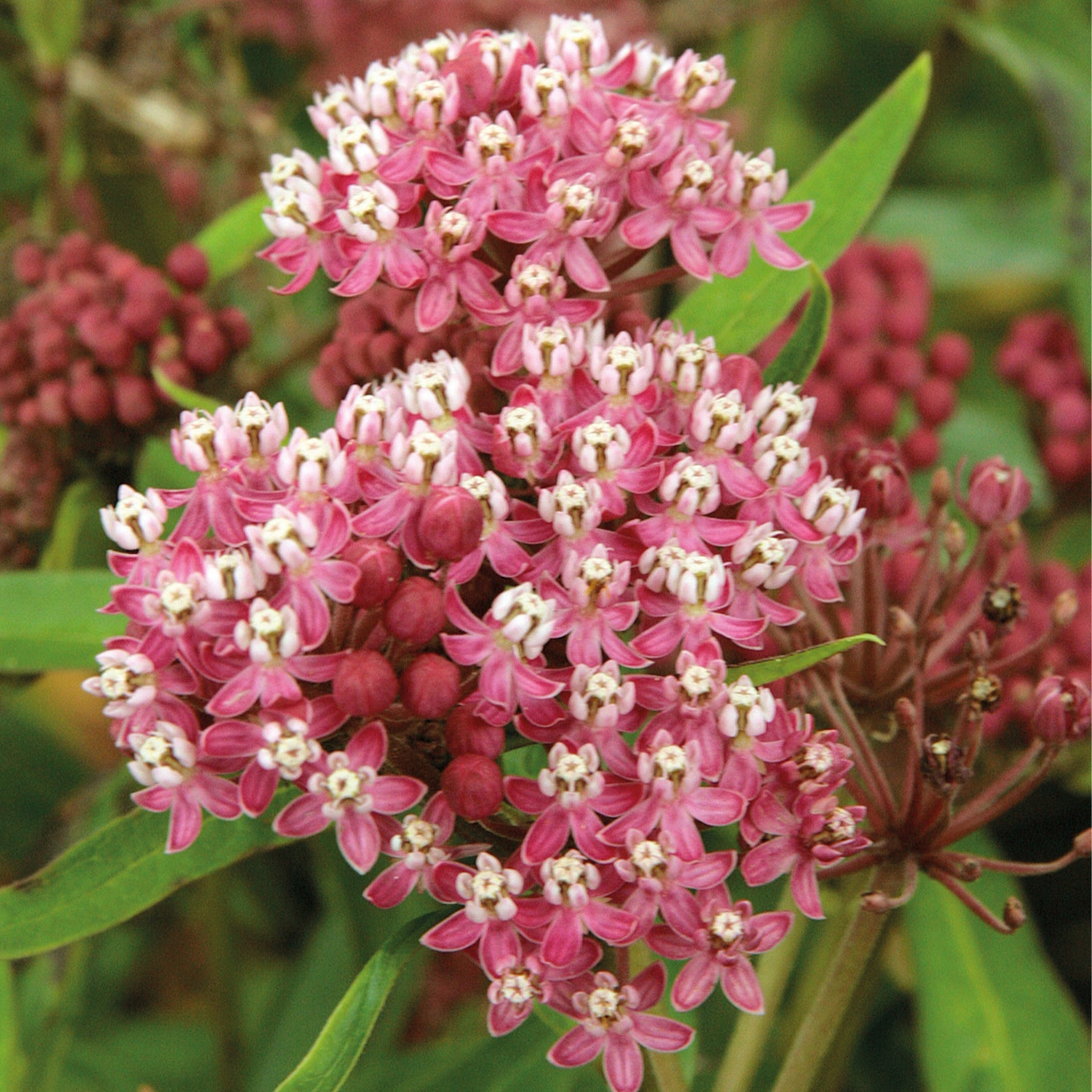 Asclépiade Incarnate 'Cinderella' – Jardineries Botanix