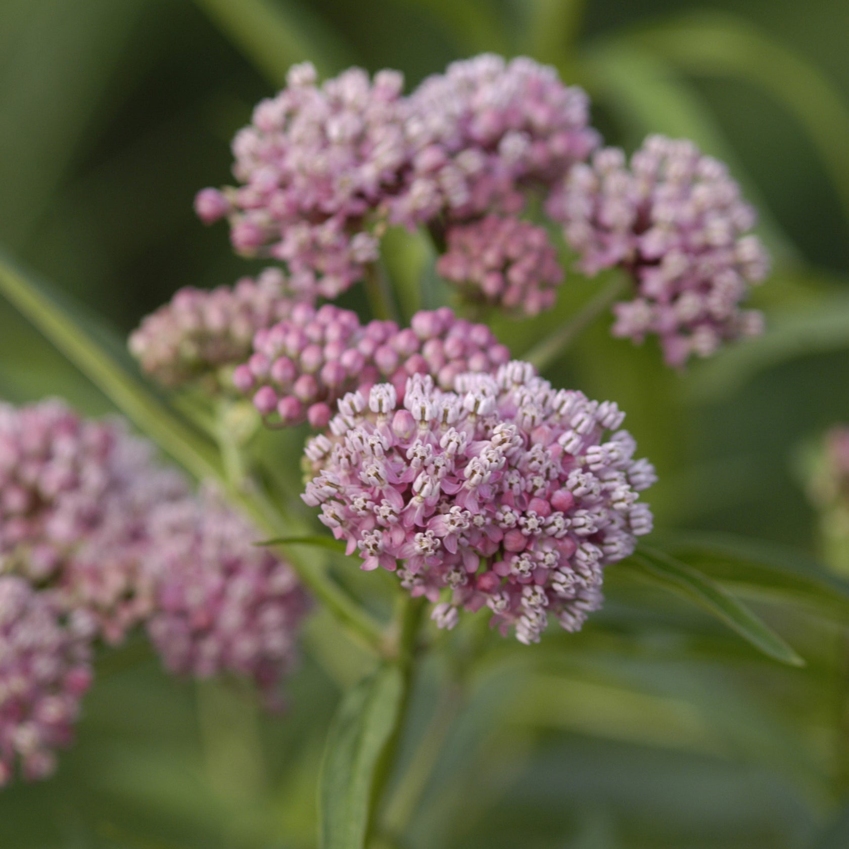 Asclépiade Incarnate 'Cinderella' – Jardineries Botanix