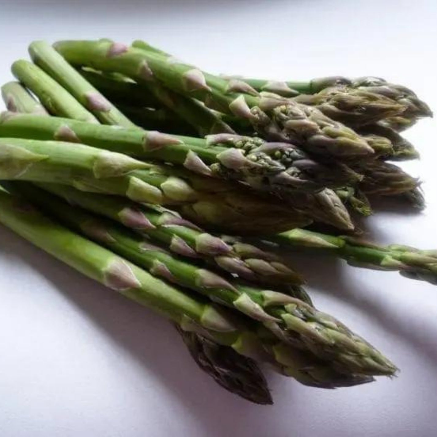Guelph Millenium' Asparagus – Jardineries Botanix
