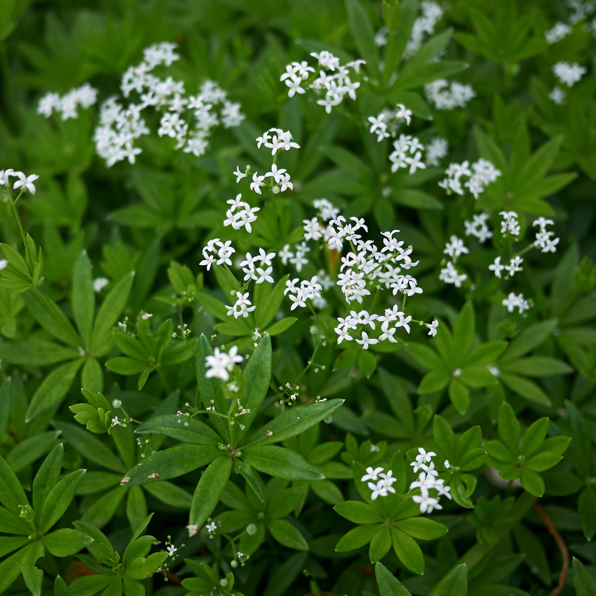 Aspérule Odorante – Jardineries Botanix