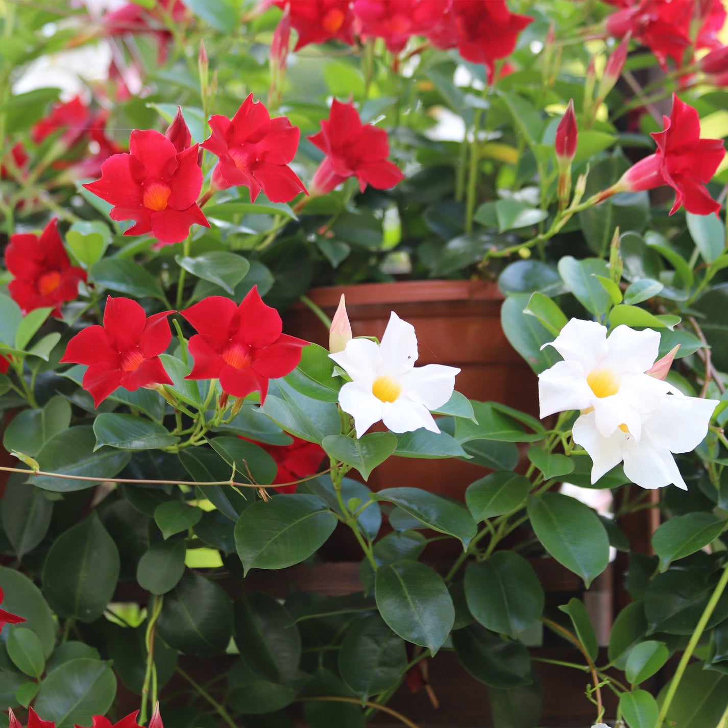 Assortiment Mandevilla/Dipladenia : Explosion de Couleurs Estivales ...