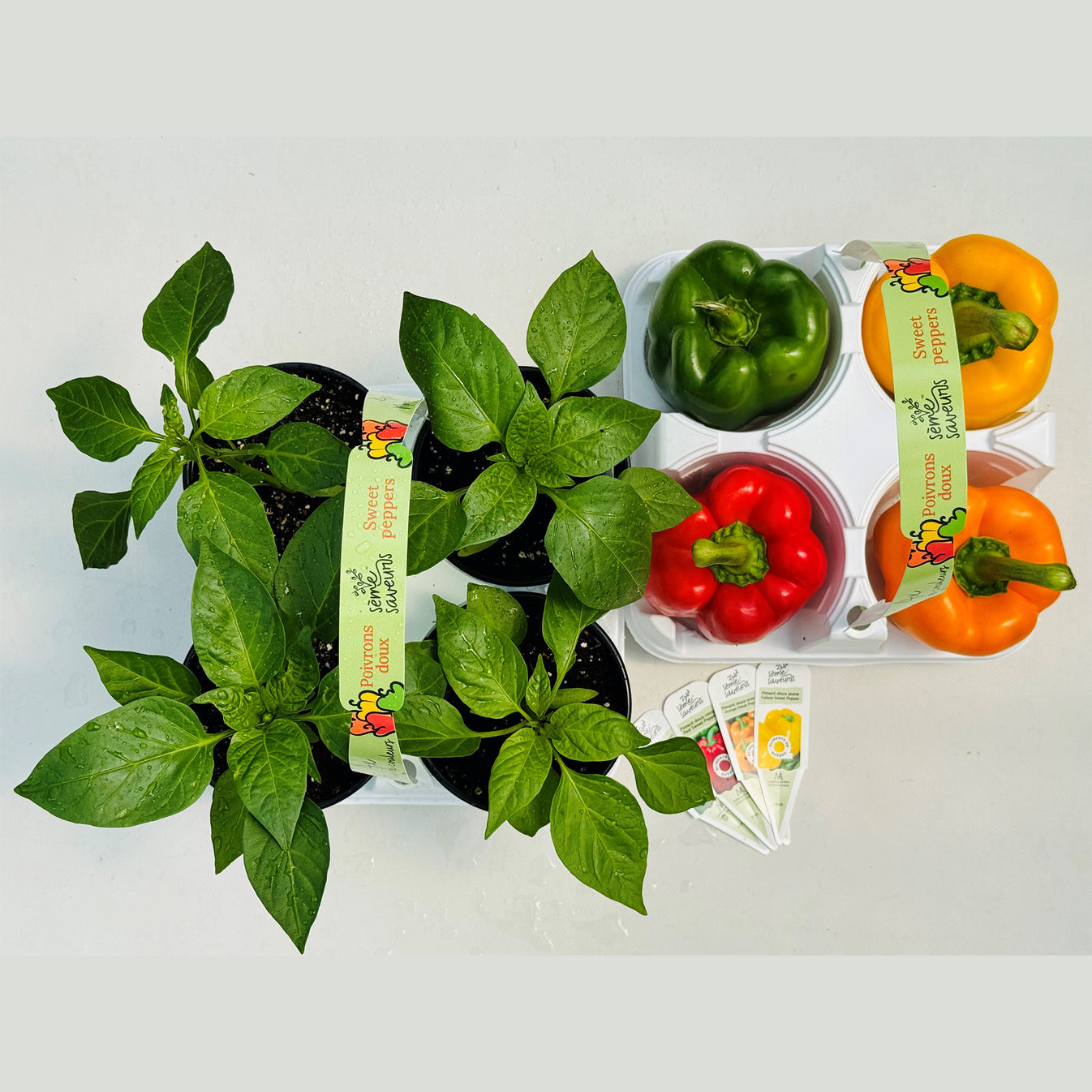Assortiment de 4 plants de poivrons doux Sème-Saveurs – Jardineries Botanix