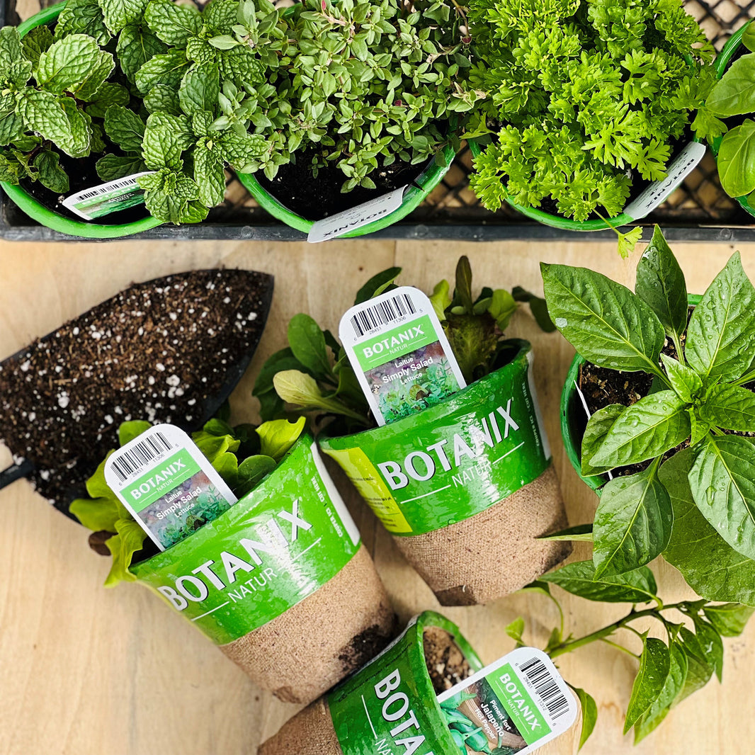 Légumes – Jardineries Botanix