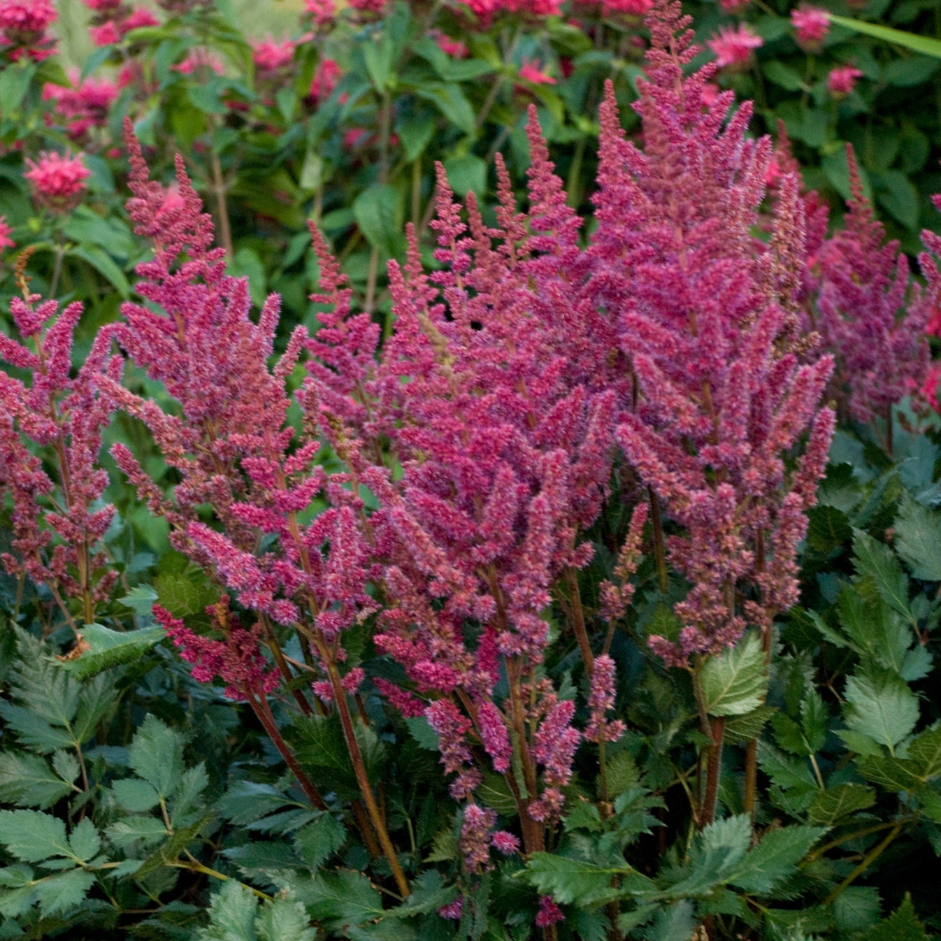 Astilbe de Chine 'VISION IN RED®' – Jardineries Botanix