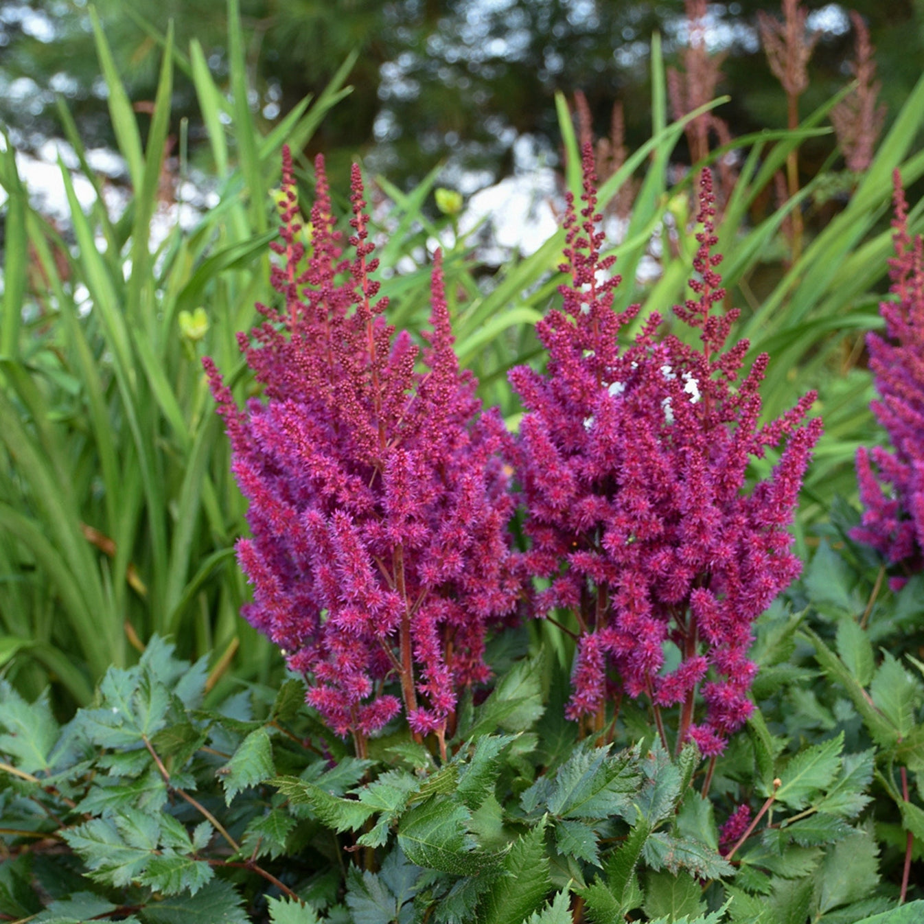 Astilbe de Chine 'VISION IN RED®' – Jardineries Botanix