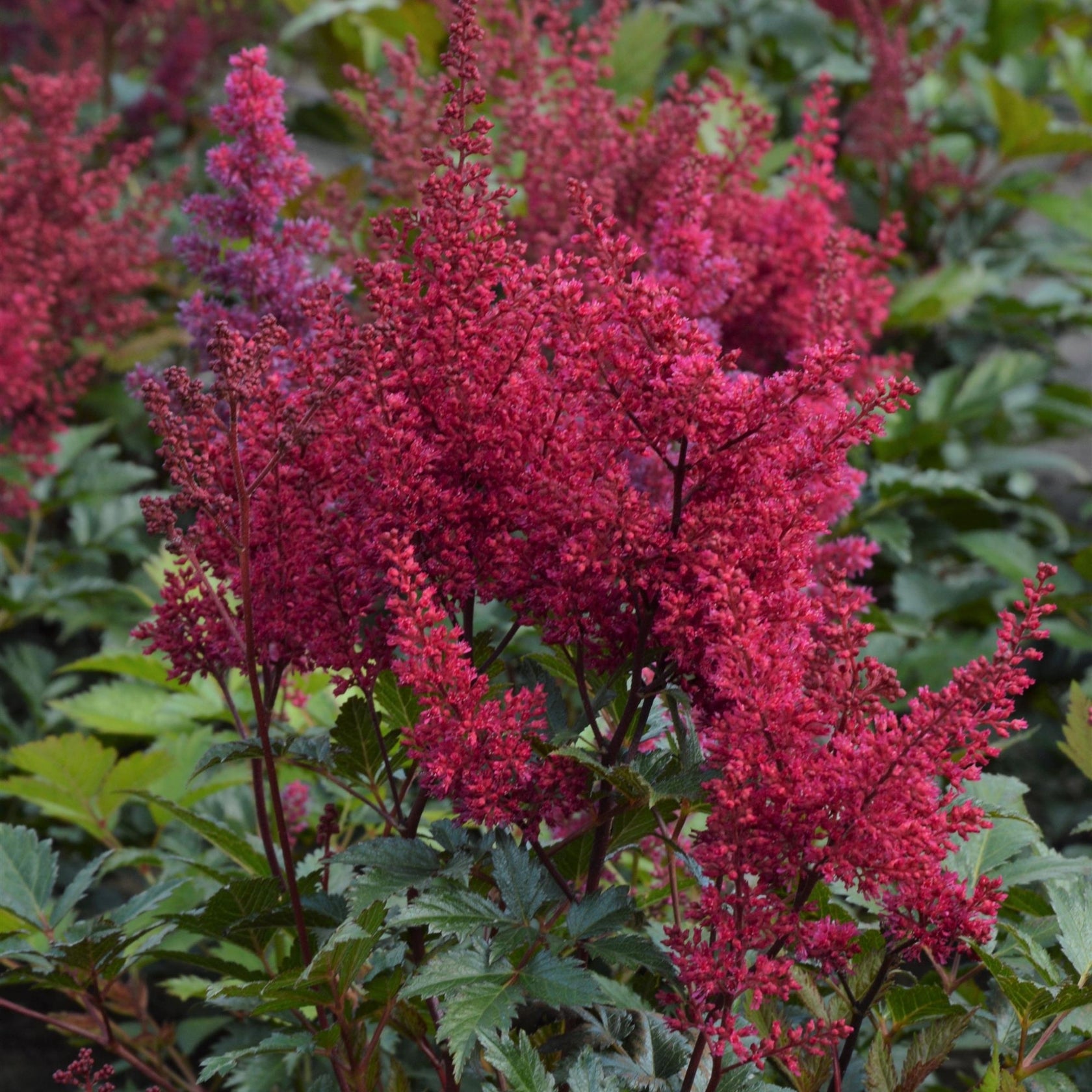 Astilbe Japonaise 'Montgomery' – Jardineries Botanix