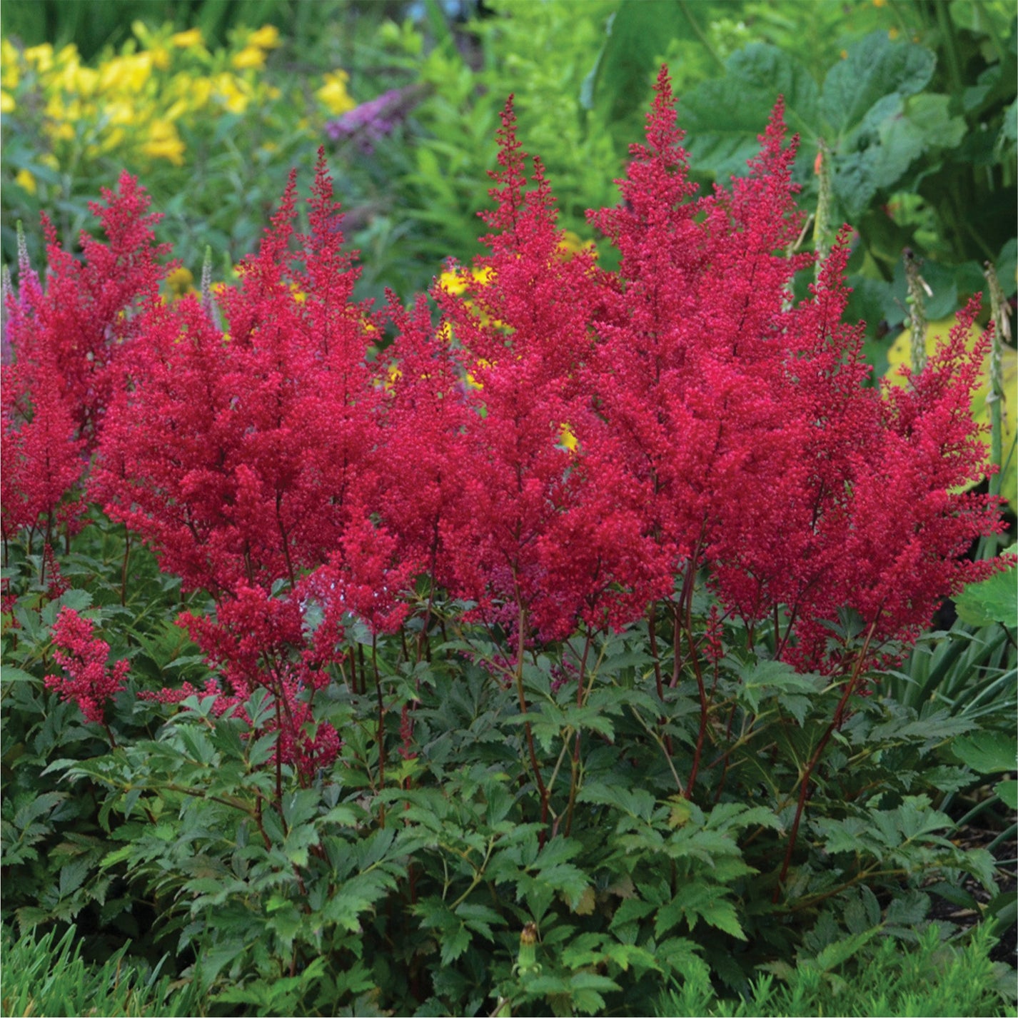 Astilbe 'Red Sentinel' – Jardineries Botanix