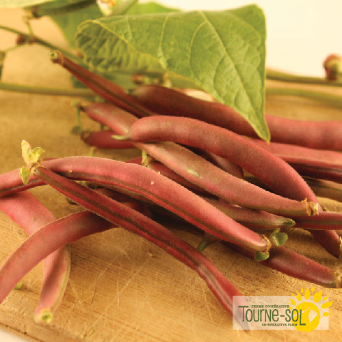 Semences Haricot 'Red Swan' Bio - Cosses Roses et Rouges – Jardineries ...