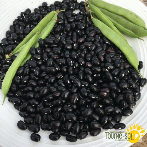 Organic 'Black Turtle' Bean Seeds - Heritage Mexican Black Bean ...