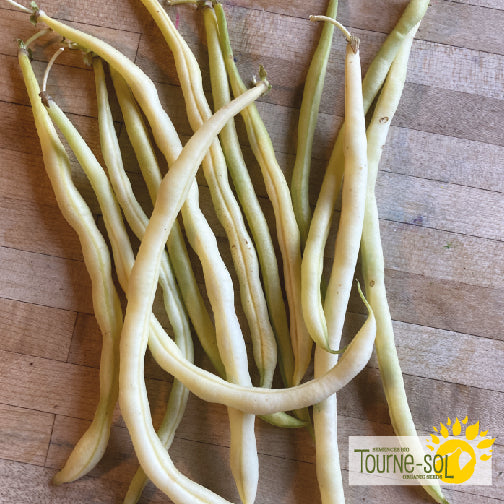 Organic 'Monte Gusto' Bean Seeds - Smooth Yellow Pole Bean ...