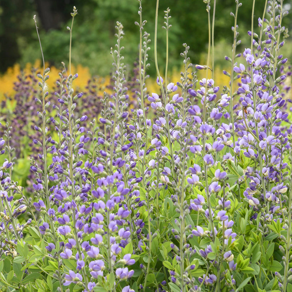 Blue Bubbly' Baptisia | Large Blue Perennial | Decadence® Deluxe ...