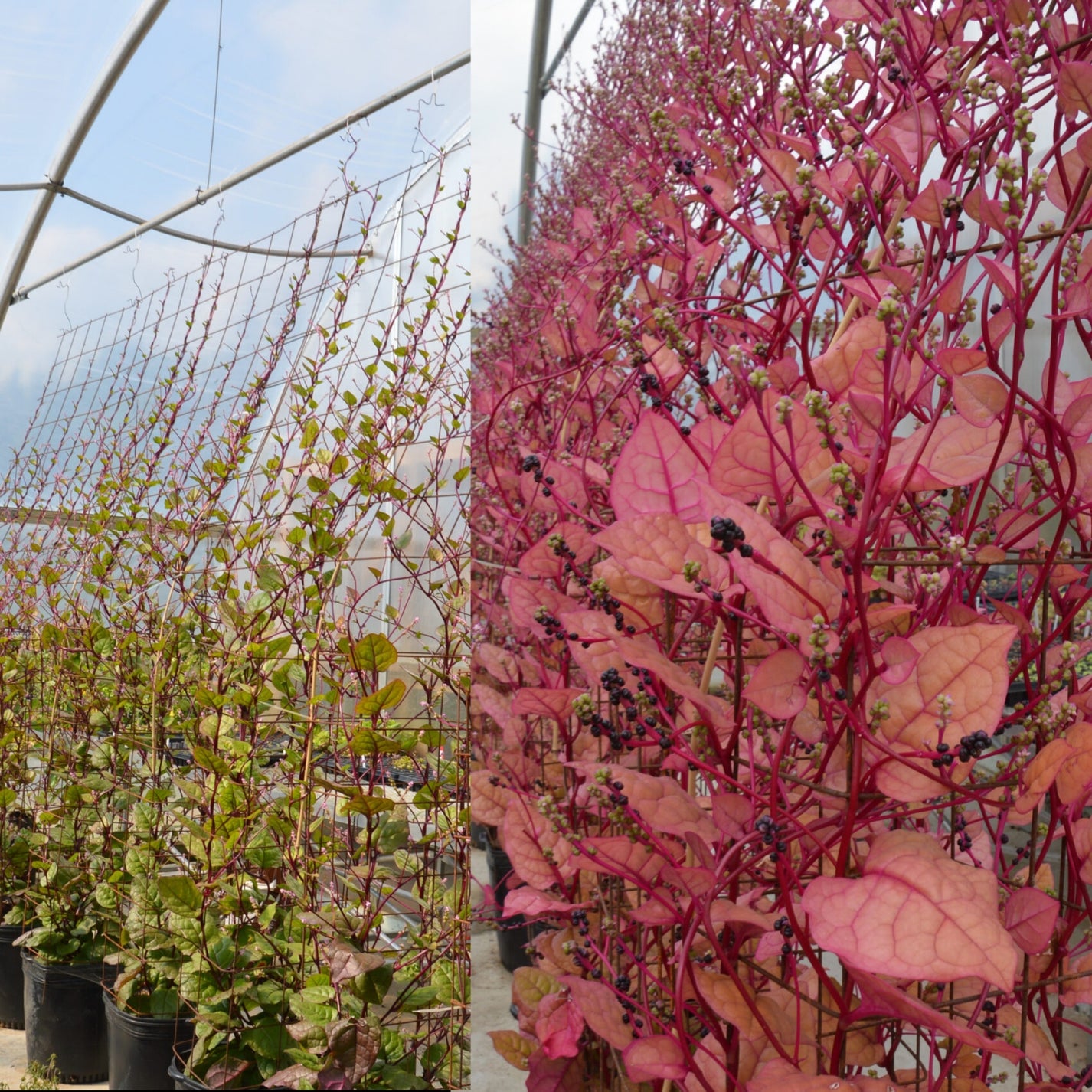 Épinard de Malabar – Jardineries Botanix