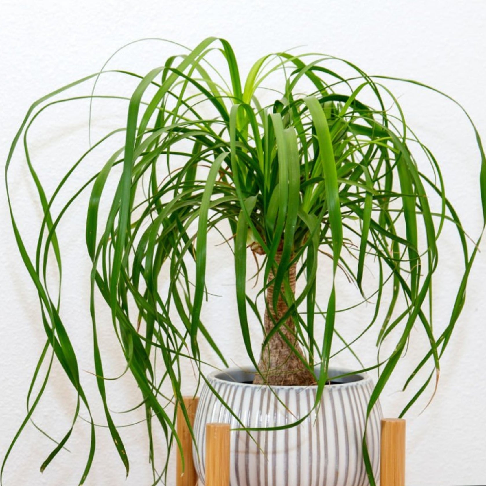 Pied d'Éléphant - Beaucarnea – Jardineries Botanix