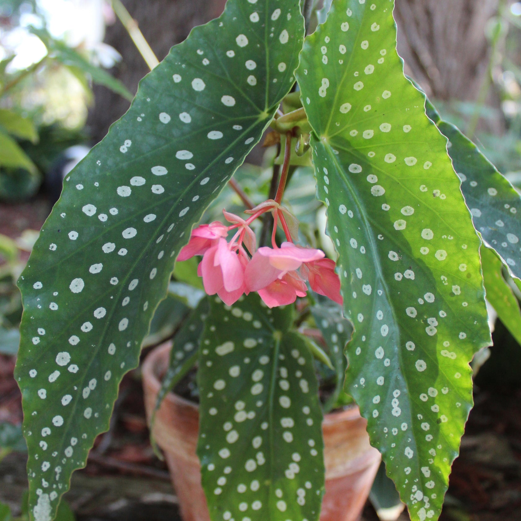 Bégonia 'Polka Dot' – Jardineries Botanix