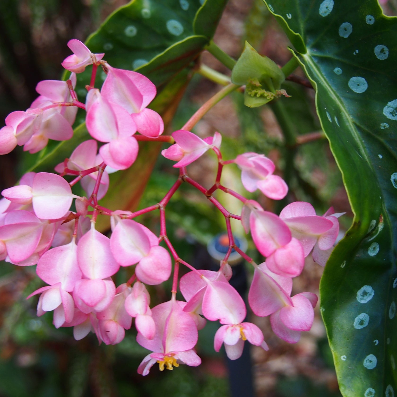 Bégonia 'Polka Dot' – Jardineries Botanix