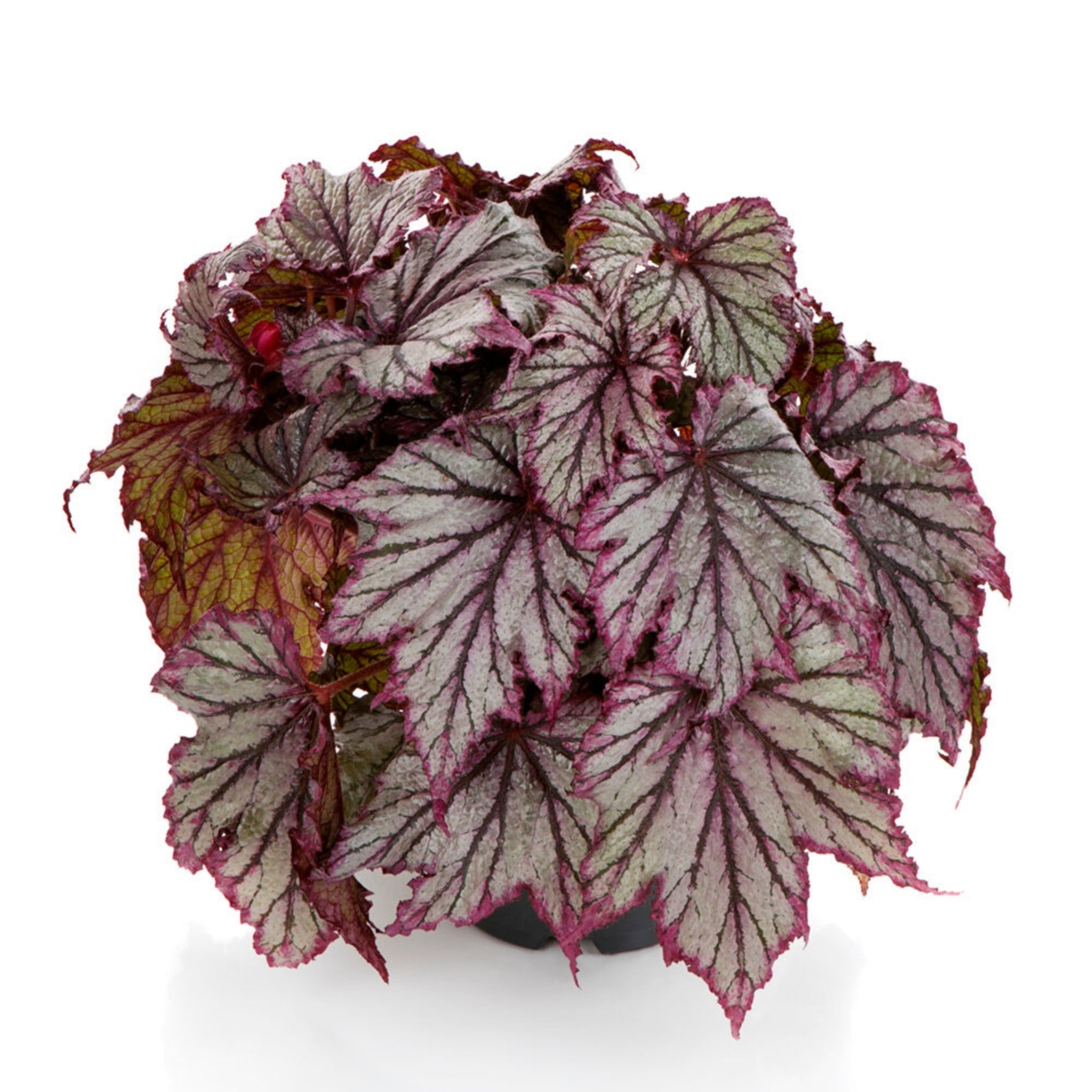Spacestars' Rex Begonia – Jardineries Botanix