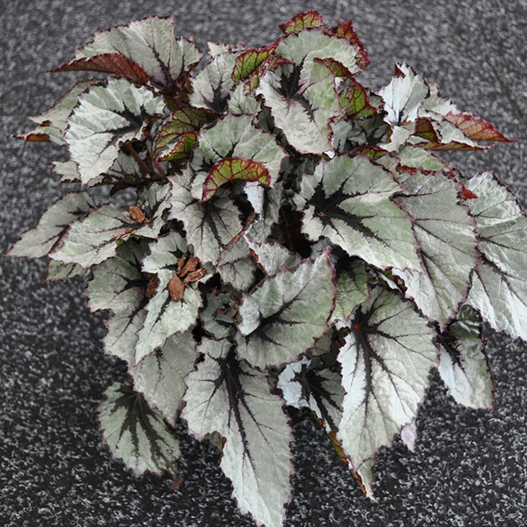 Bégonia Rex Shadow King® 'Wintergreen' – Jardineries Botanix