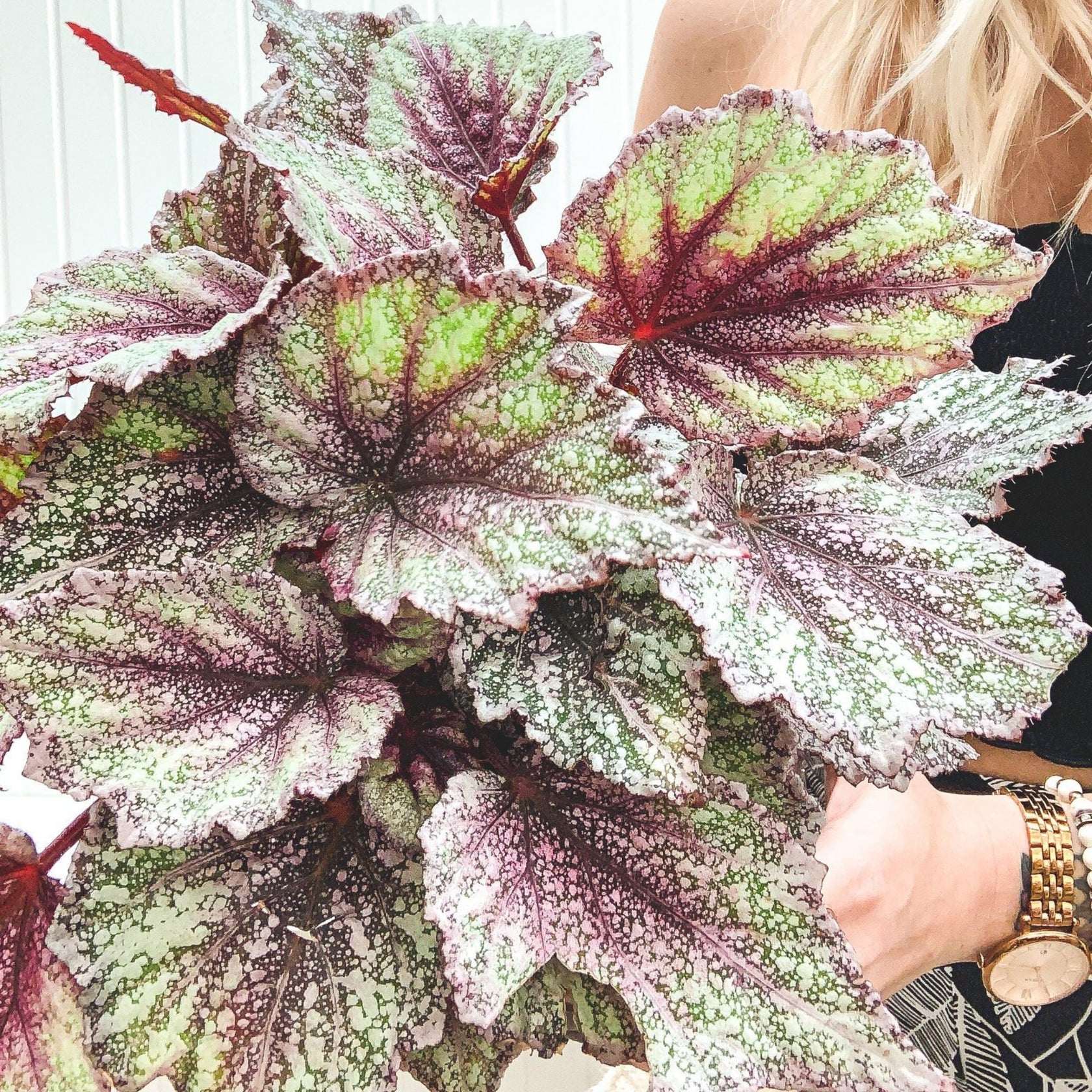 Bégonia Rex – Jardineries Botanix