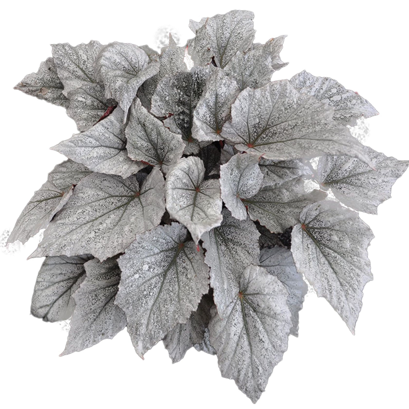 'Cool White' Rex Begonia – Jardineries Botanix