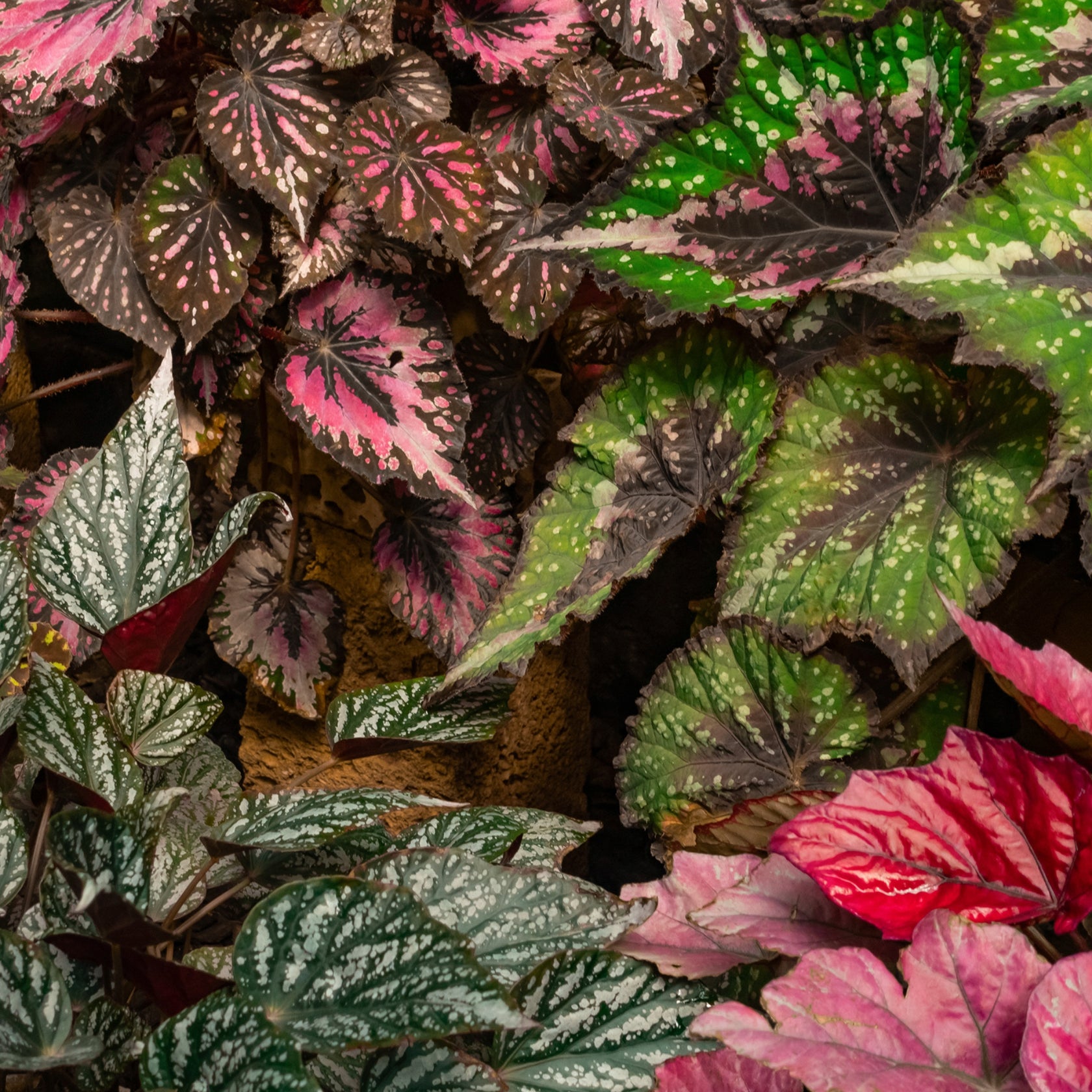 Rex Begonia – Jardineries Botanix