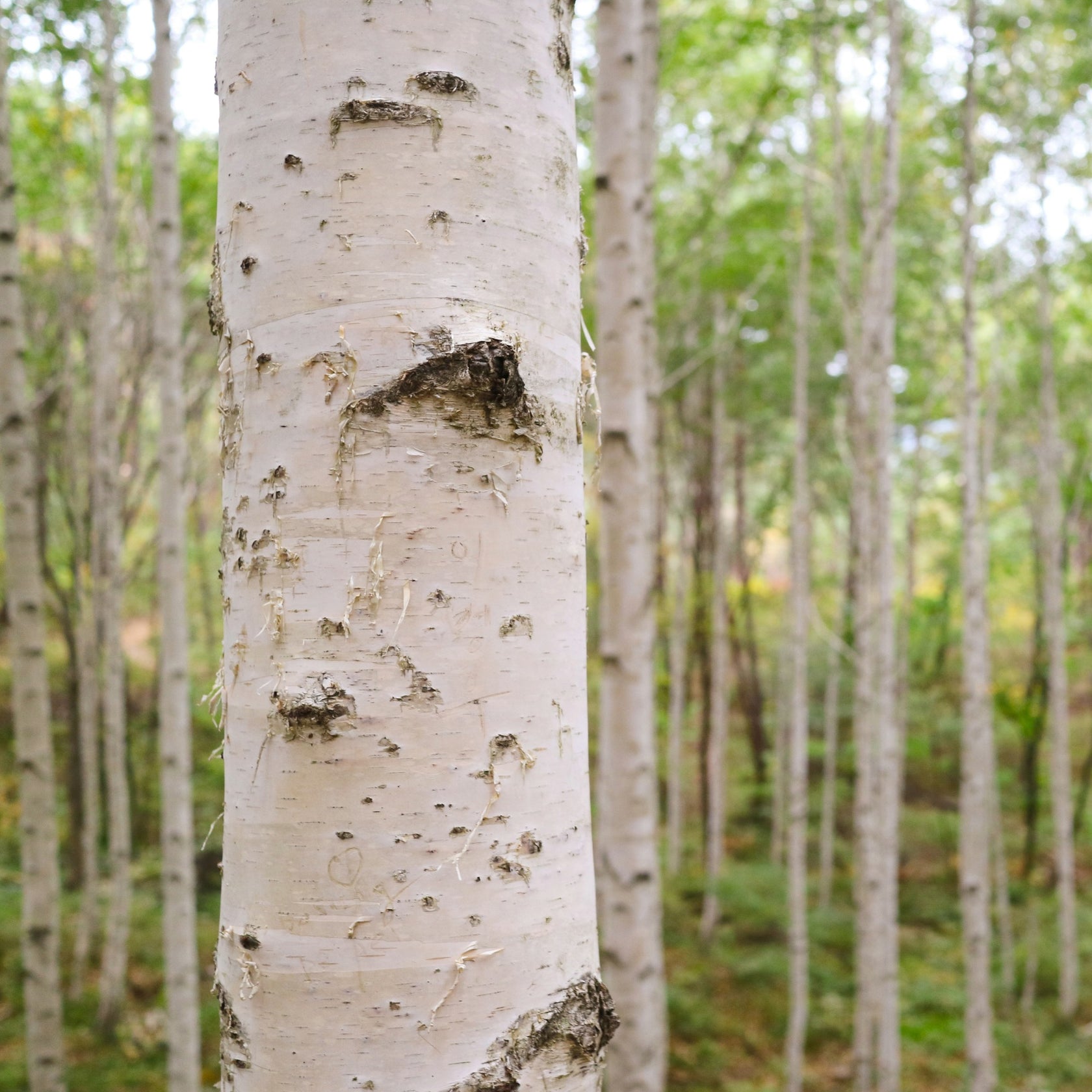 Perfect Tree for Small Gardens | Dakota Pinnacle® Birch | Betula 'Fargo ...