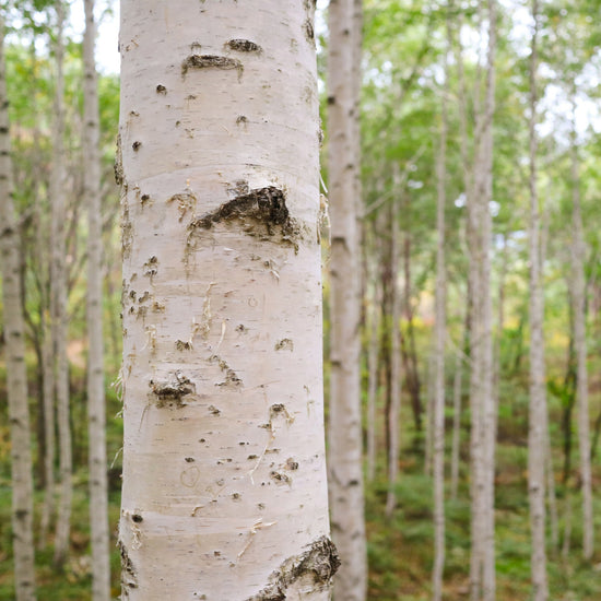 Perfect Tree for Small Gardens | Dakota Pinnacle® Birch | Betula 'Fargo ...