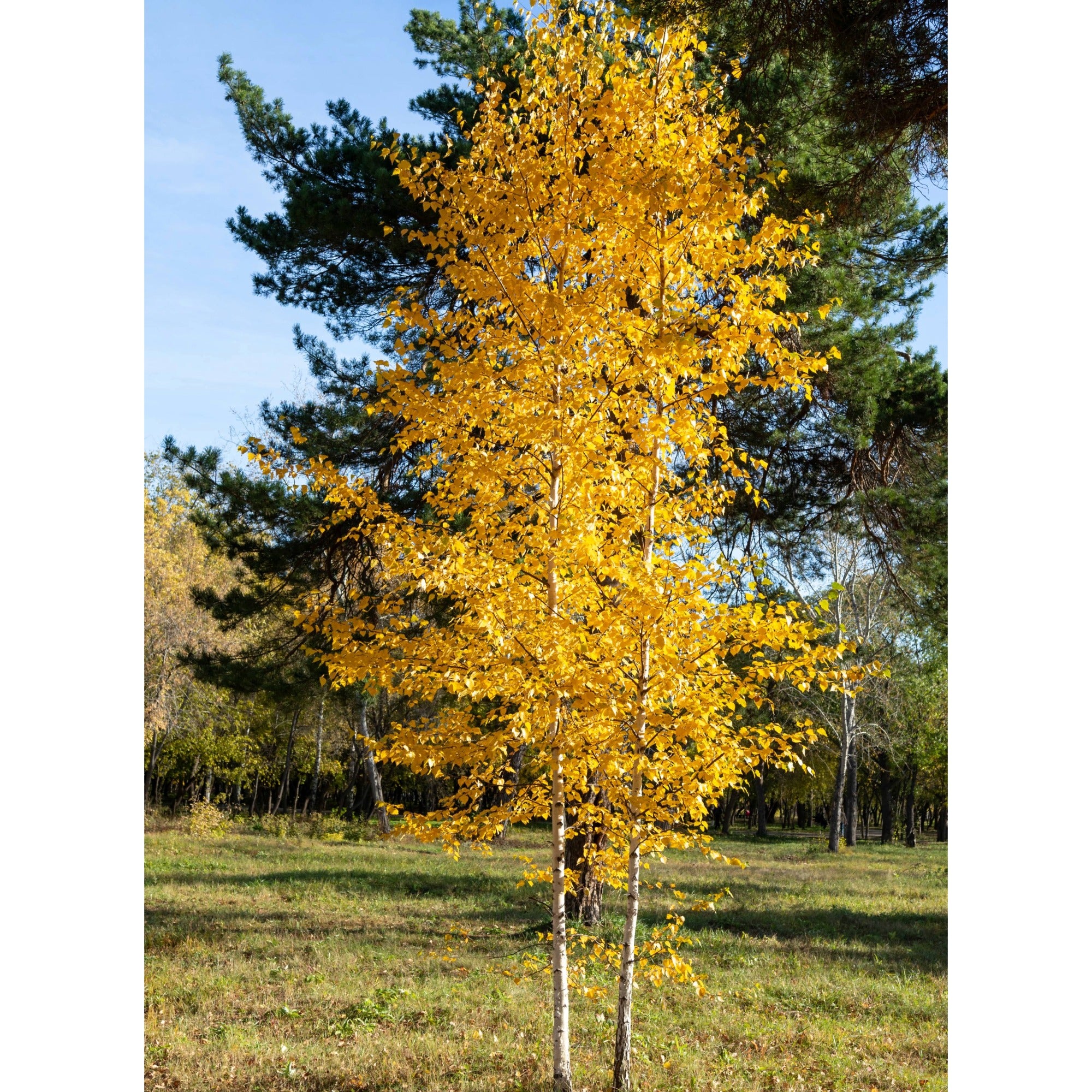L'arbre Idéal pour Petits Jardins | Bouleau Dakota Pinnacle® | Betula ...