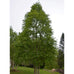 Perfect Tree for Small Gardens | Dakota Pinnacle® Birch | Betula 'Fargo ...