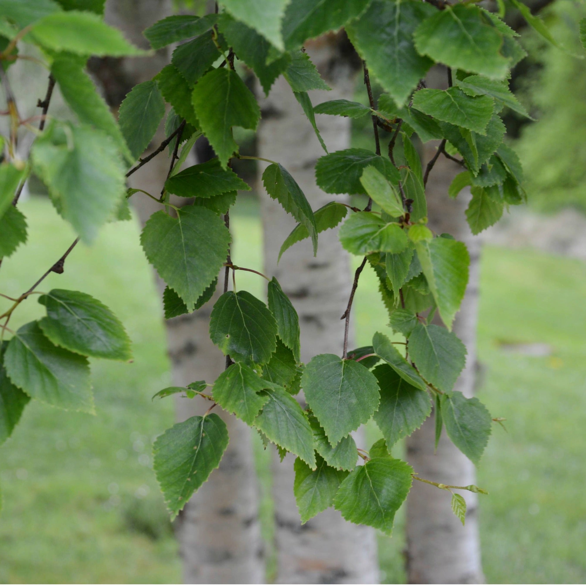 Perfect Tree for Small Gardens | Dakota Pinnacle® Birch | Betula 'Fargo ...