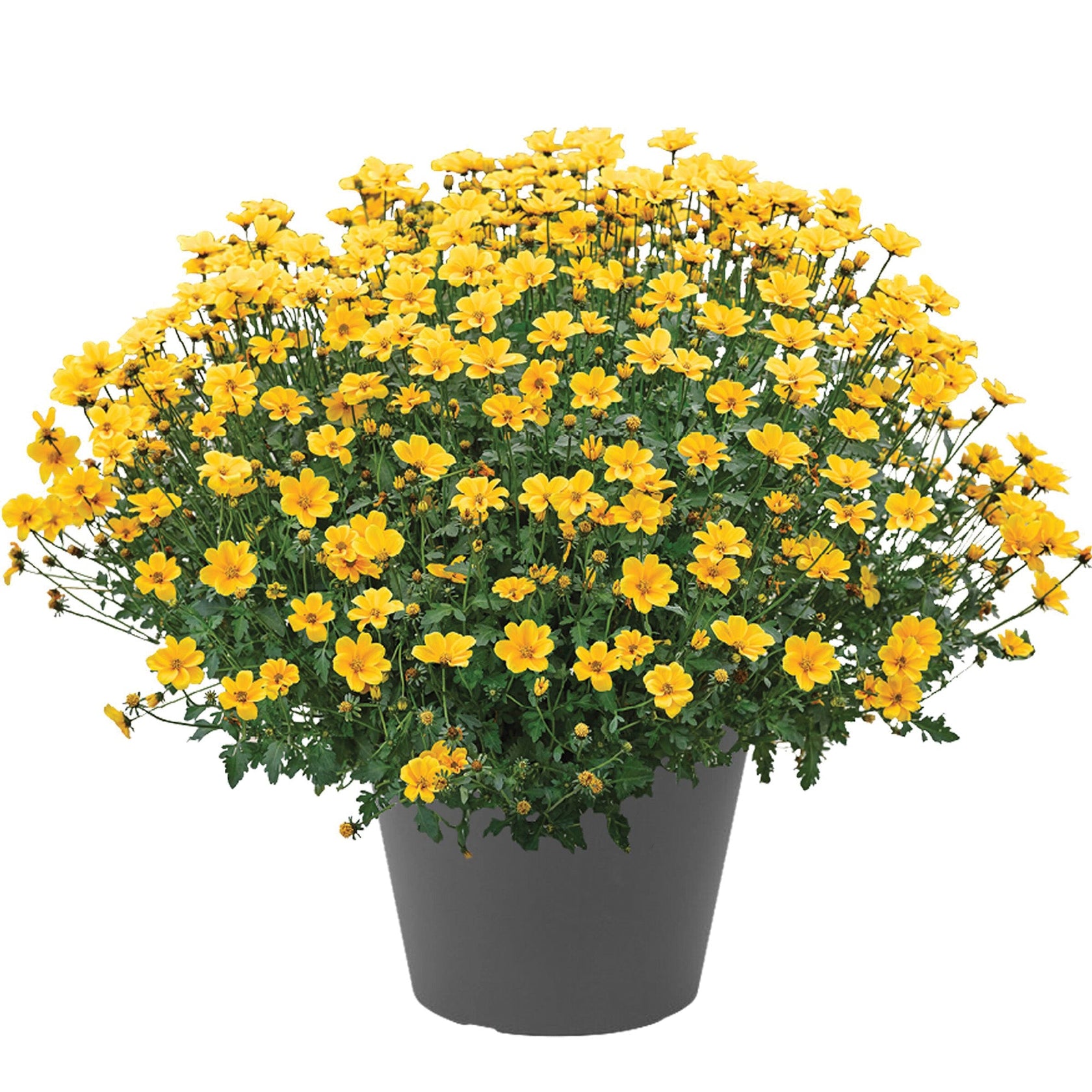 TIMELESS™ GOLDEN EMPIRE™ Bidens – Jardineries Botanix