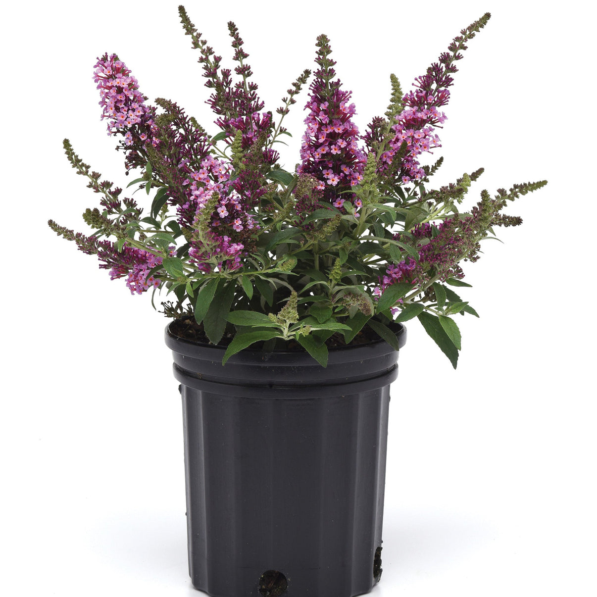 CHRYSALIS™ Pink Butterfly Bush – Jardineries Botanix