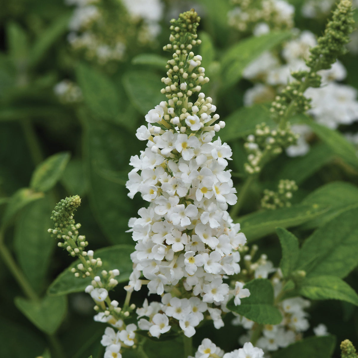 CHRYSALIS™ White Butterfly Bush – Jardineries Botanix