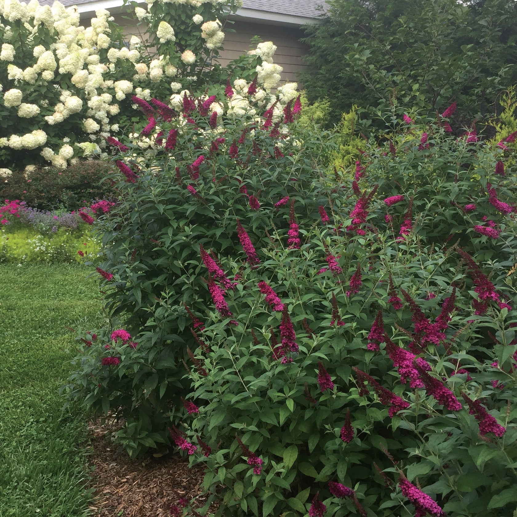 Miss Molly' Butterfly Bush – Jardineries Botanix