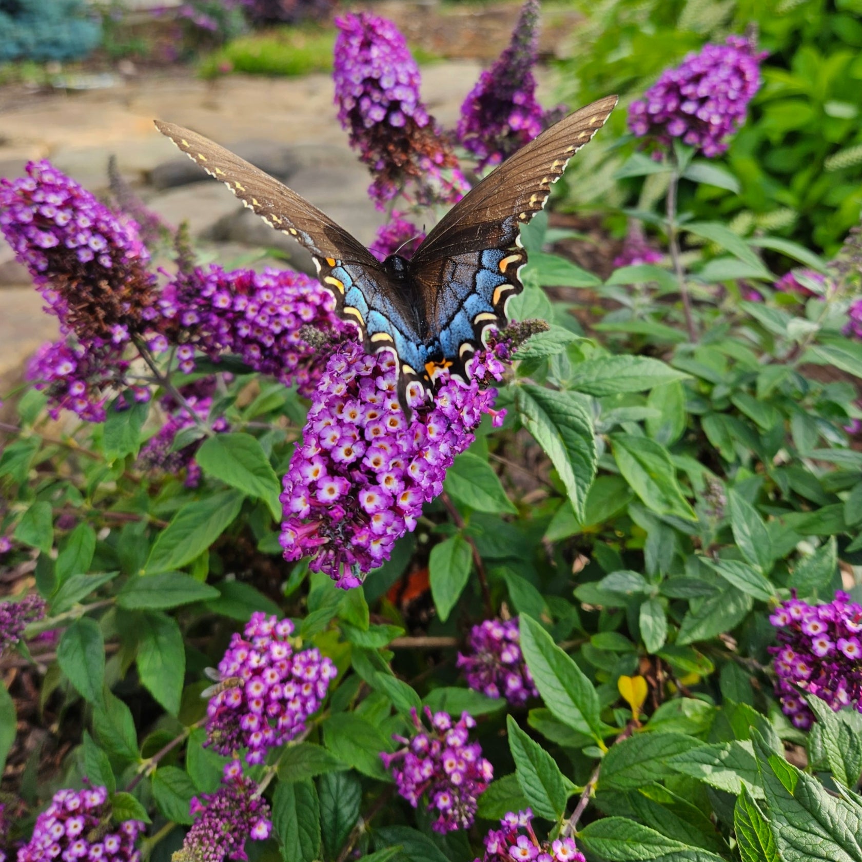 Blueberry Pie™ Buddleia | The Dwarf Butterfly Bush | Botanix ...