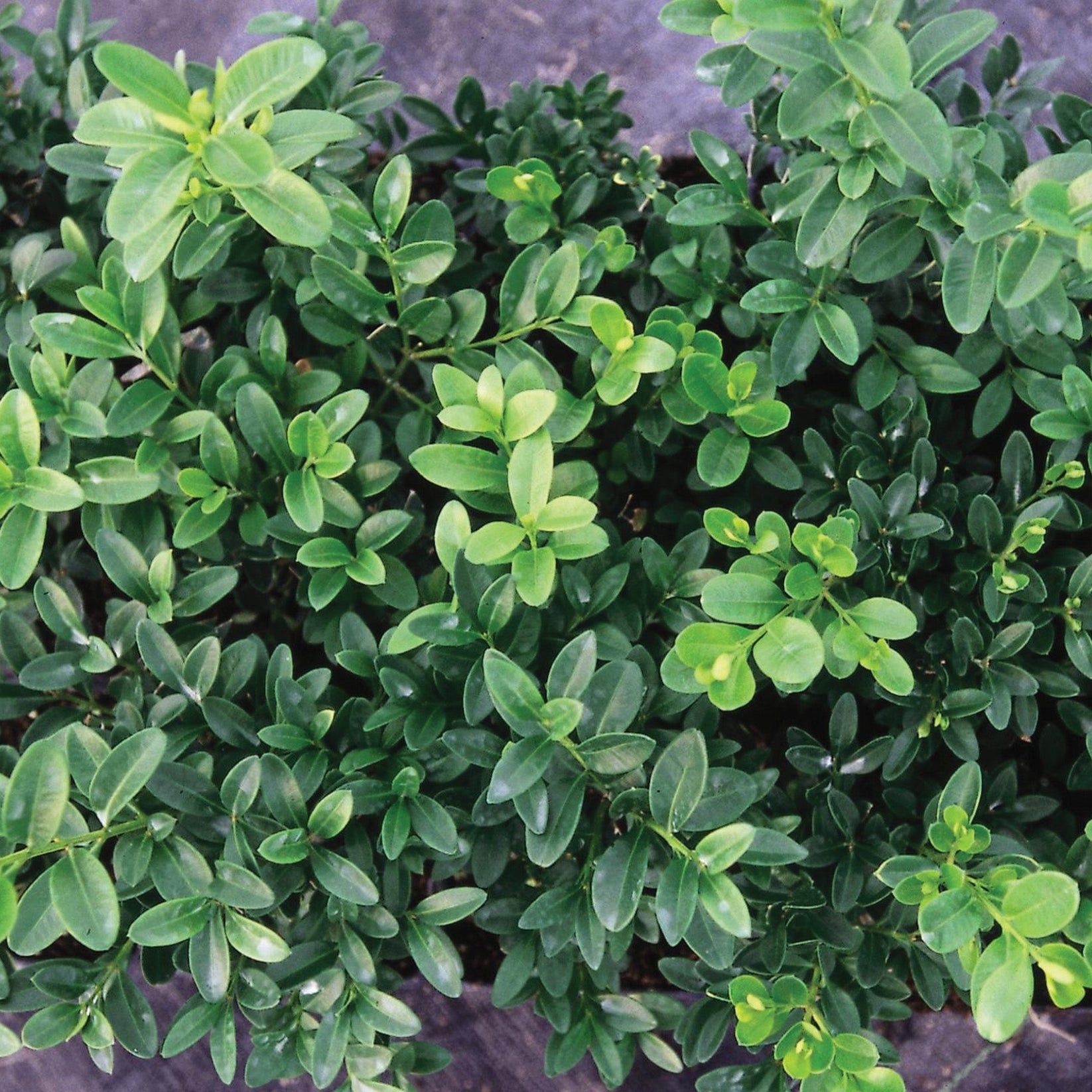 Buxus 'Green Velvet' - Buis rustique pour haies et topiaires | Botanix ...