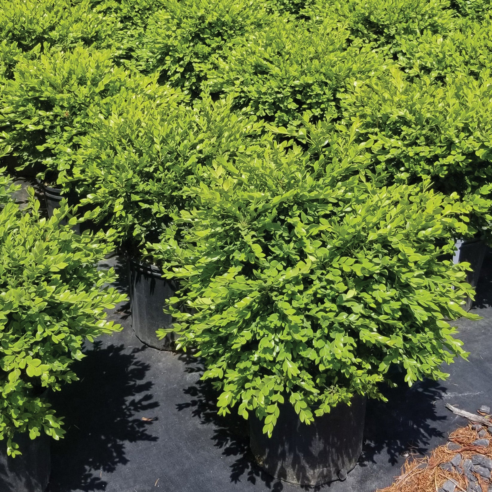Buxus 'Green Velvet' - Buis rustique pour haies et topiaires | Botanix ...