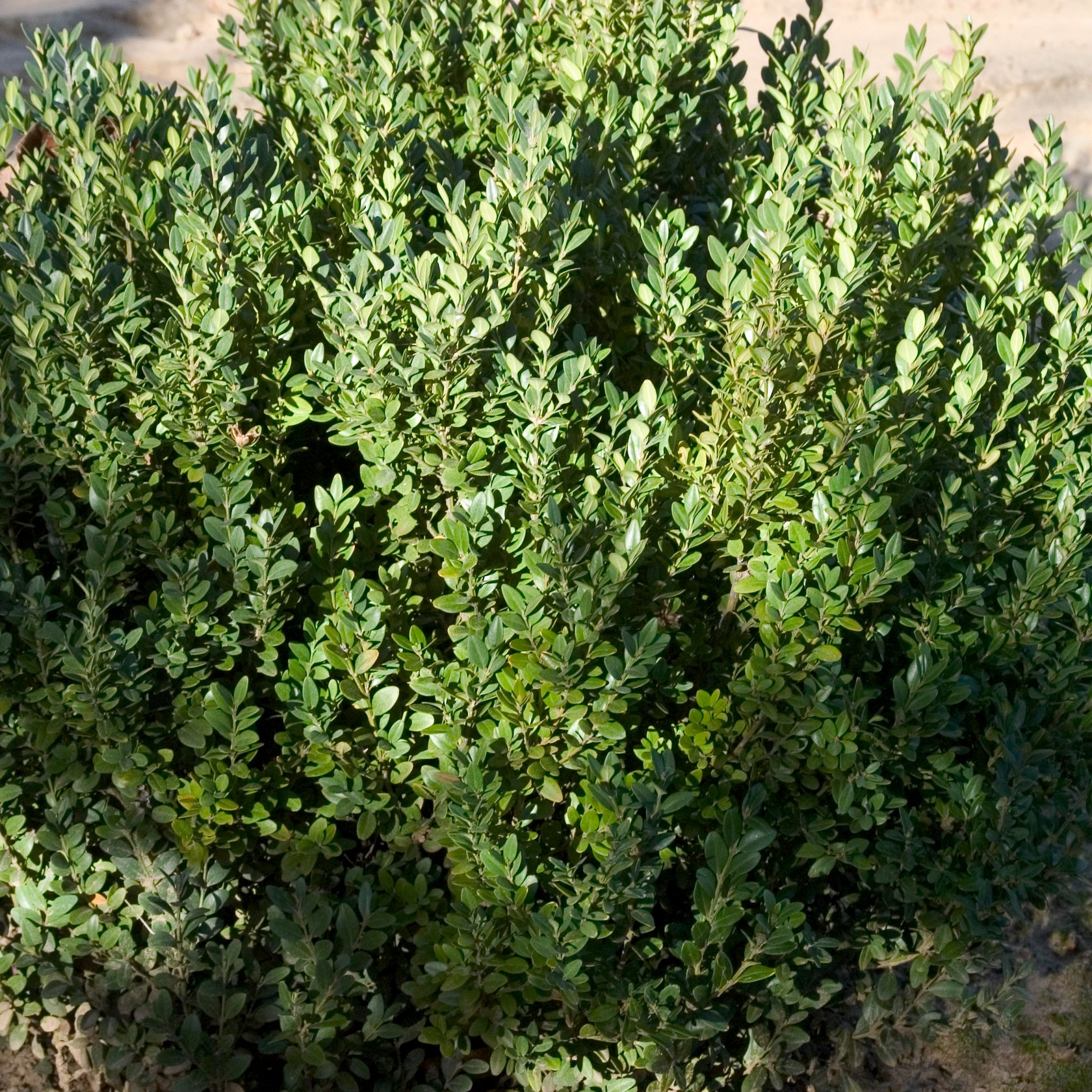 Buxus 'Green Mountain' - Buis conique rustique pour haies et topiaires ...