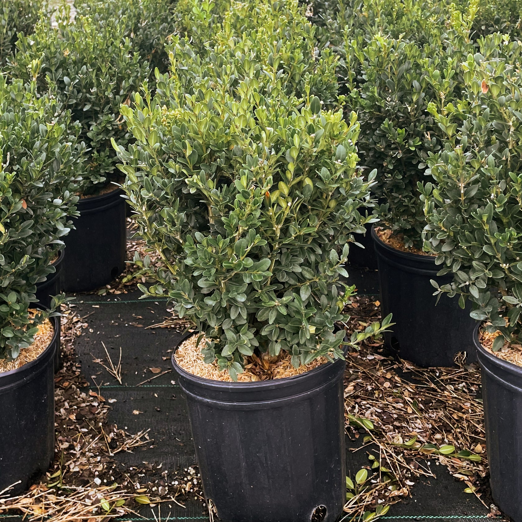 Buxus 'Green Mountain' - Buis conique rustique pour haies et topiaires ...