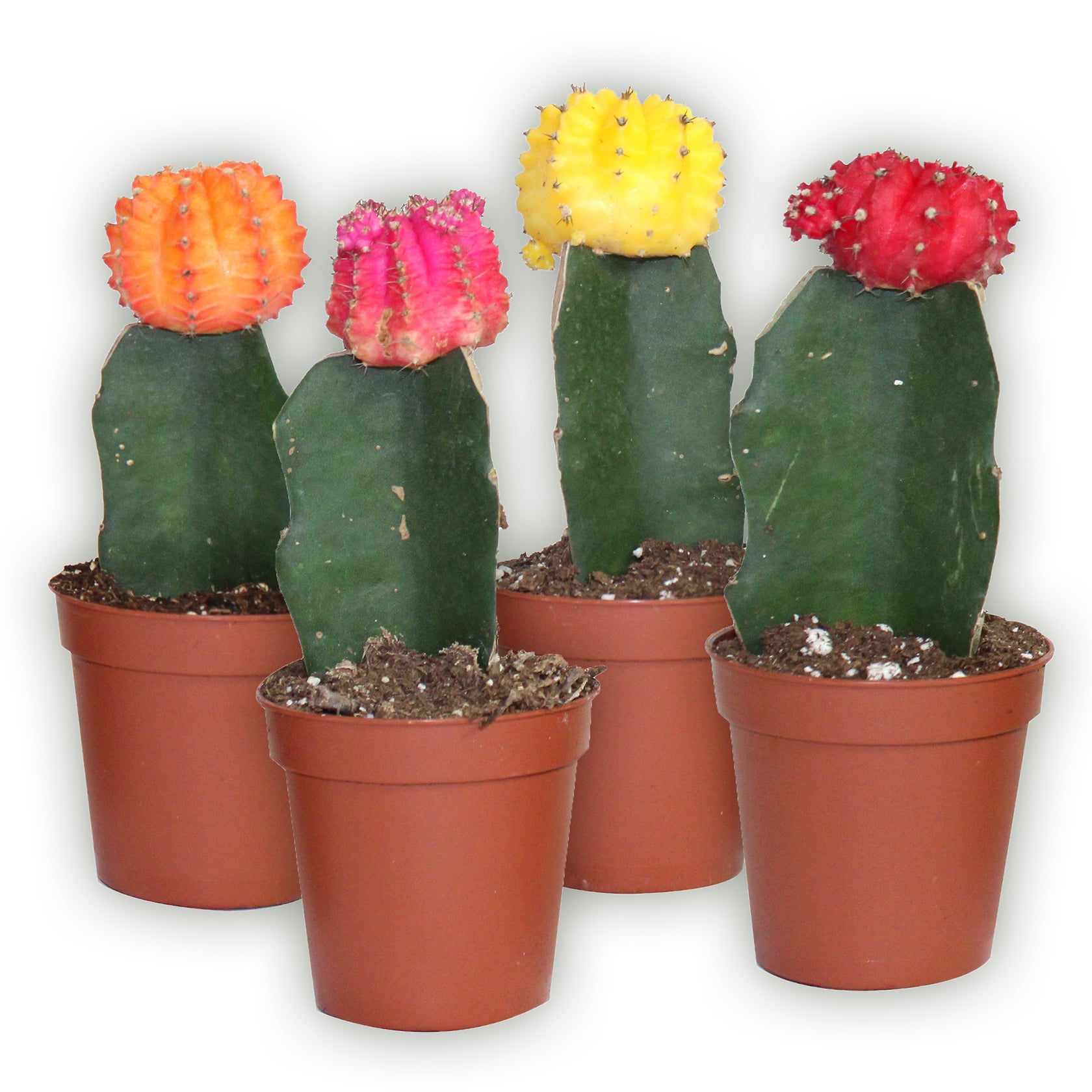 Assorted Grafted cactus – Jardineries Botanix