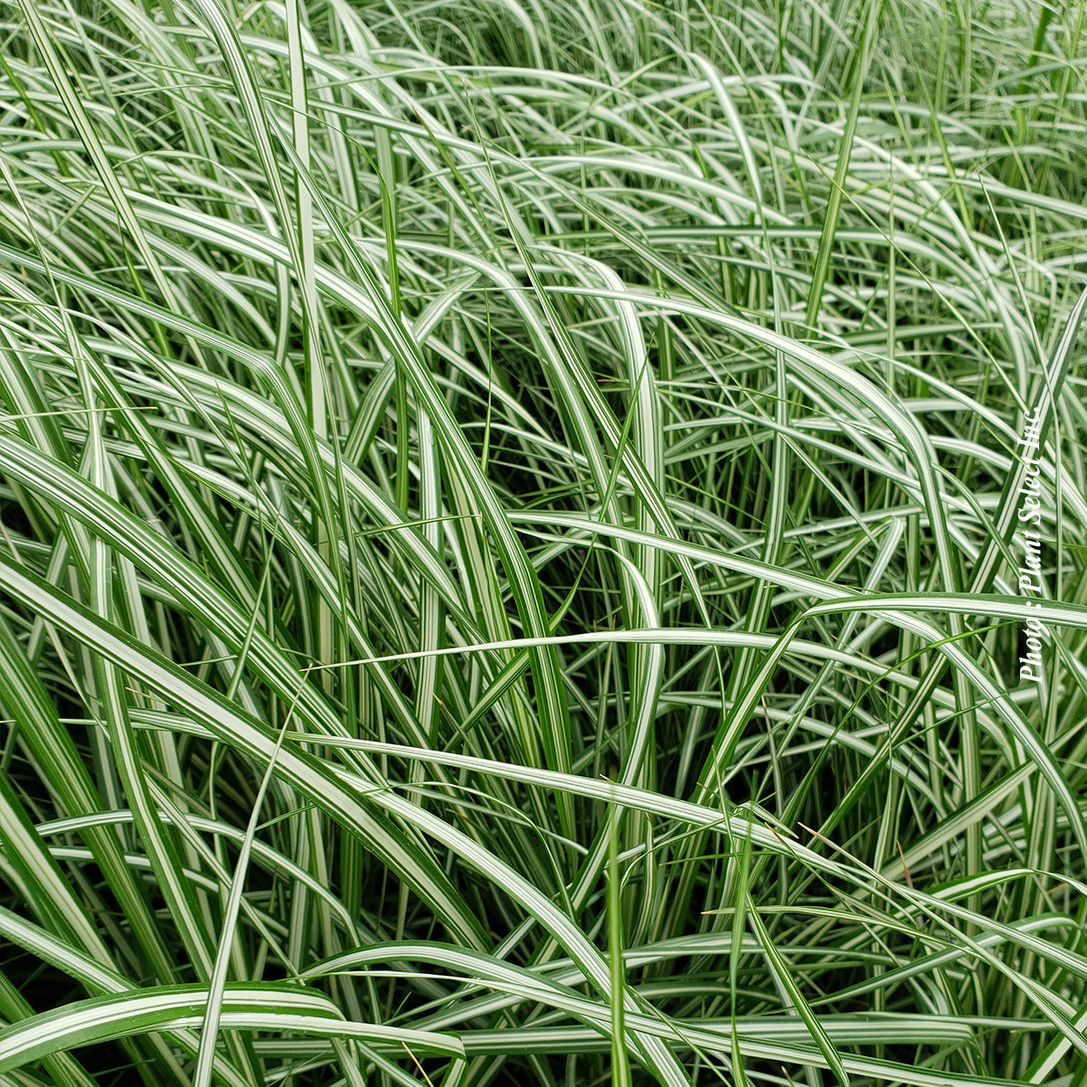 Lightning Strike' Reed Grass – Jardineries Botanix