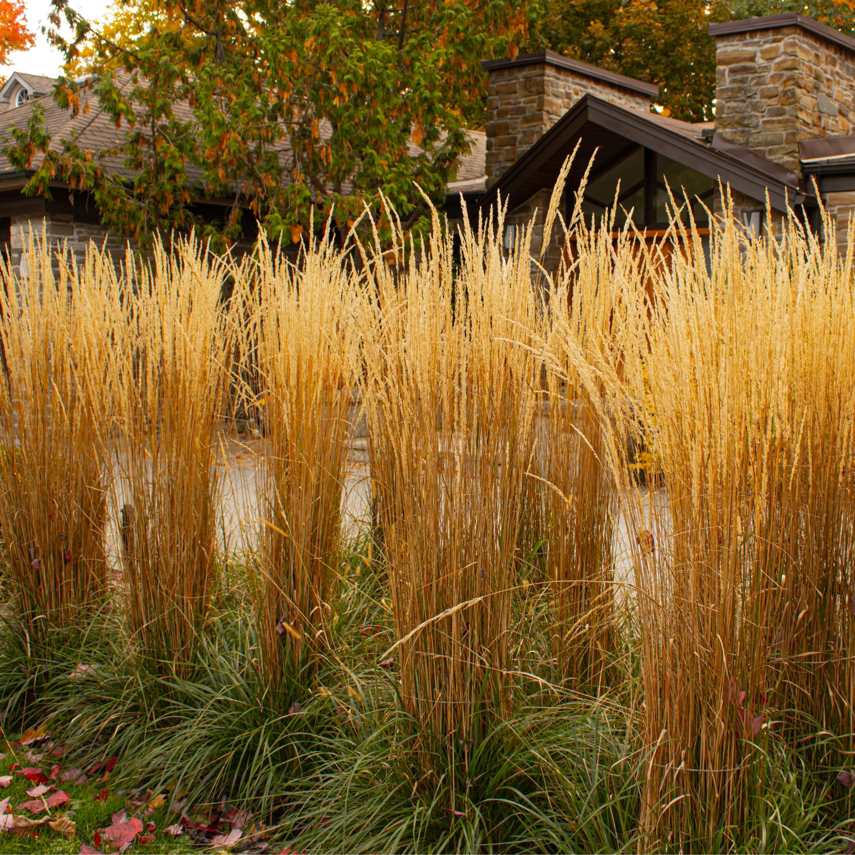 Calamagrostis 'Karl Foerster' | Accent Vertical Majestueux ...